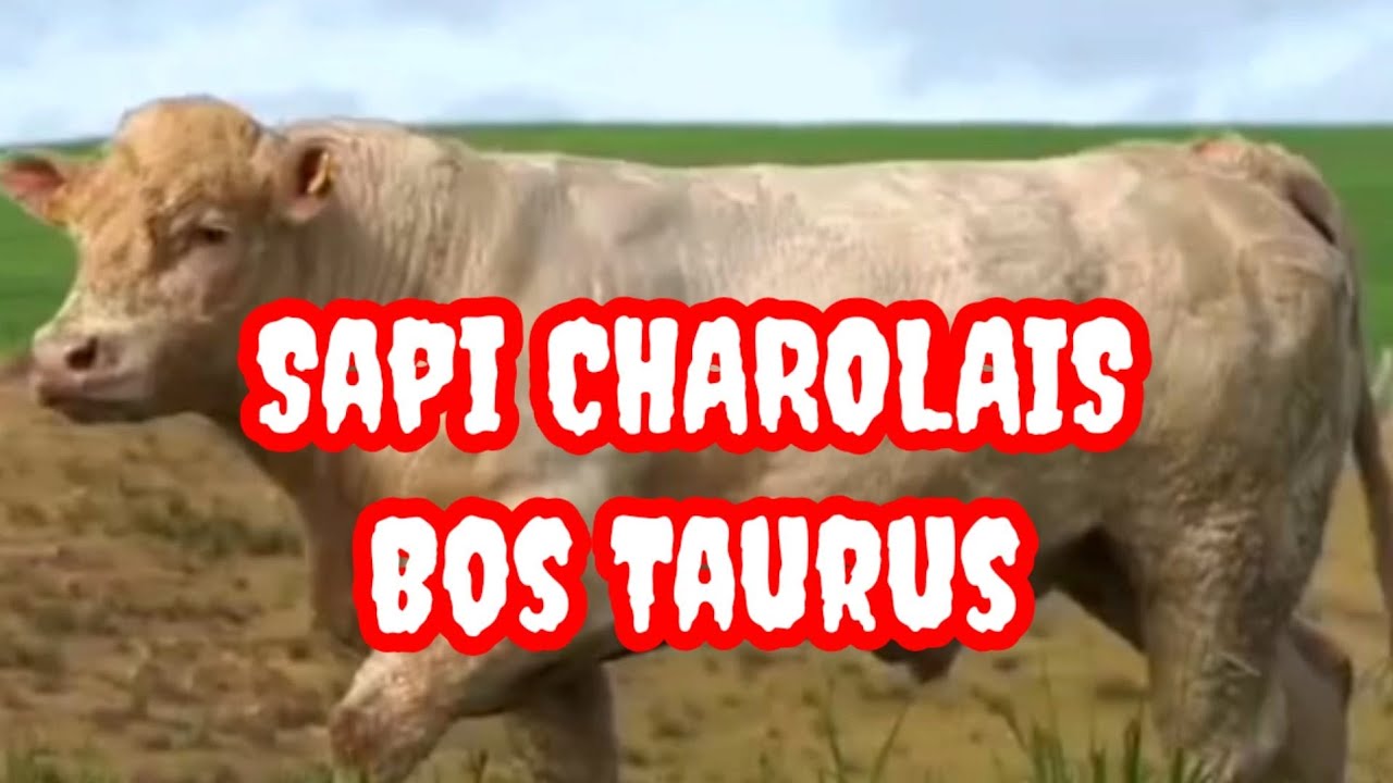 INILAH PESAING SAPI BRAHMAN, CHAROLAIS BOS TAURUS ASAL PERANCIS - YouTube