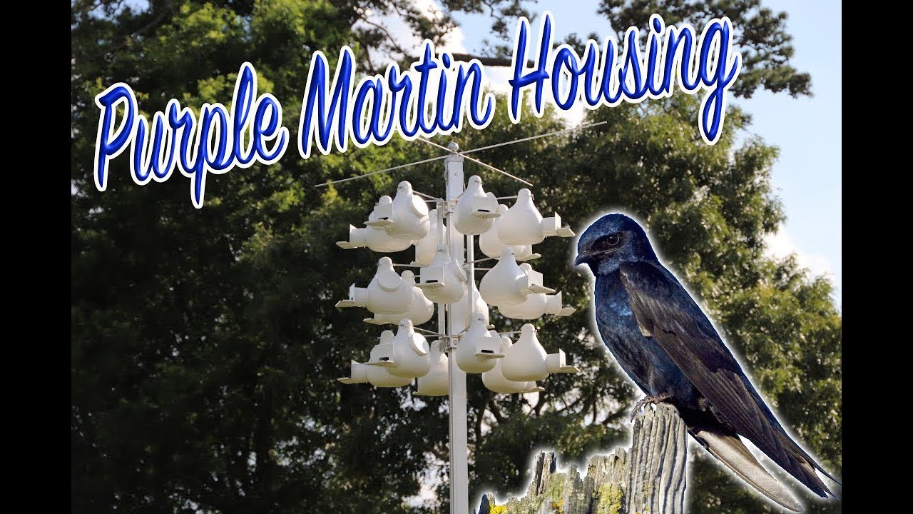 Purple Martin Housing System - YouTube