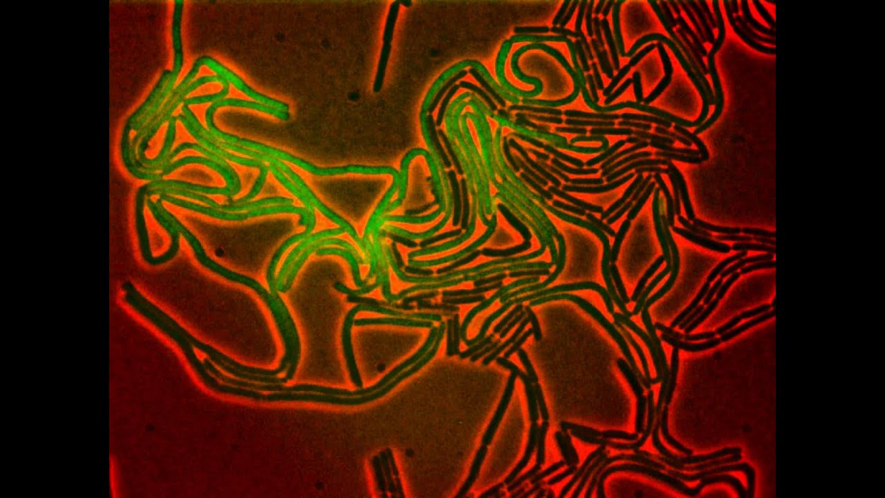 SinI system with IPTG induction - YouTube