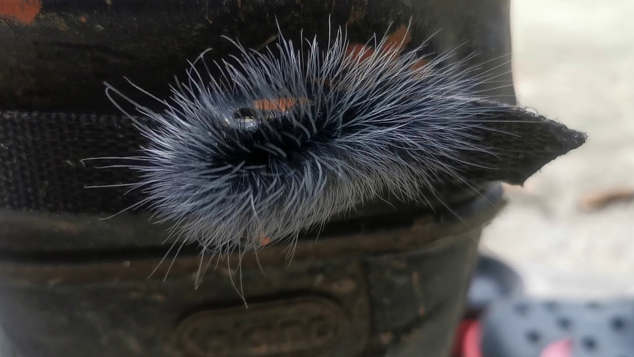 Rare caterpillars - YouTube