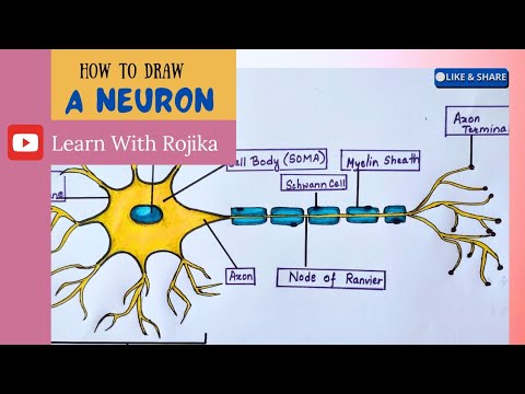 How to draw a Neuron | Structural diagram of a Neuron | NCERT Class 9 ...
