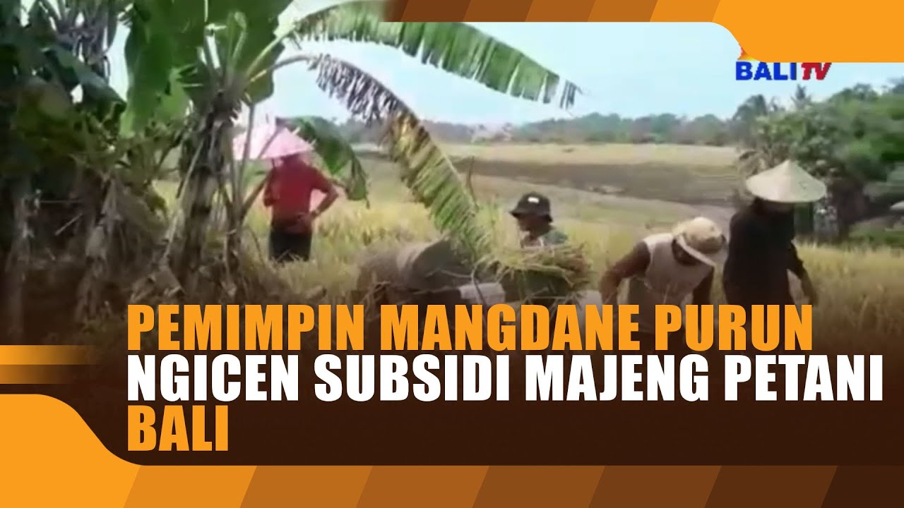 PEMIMPIN MANGDANE PURUN NGICEN SUBSIDI MAJENG PETANI BALI - YouTube