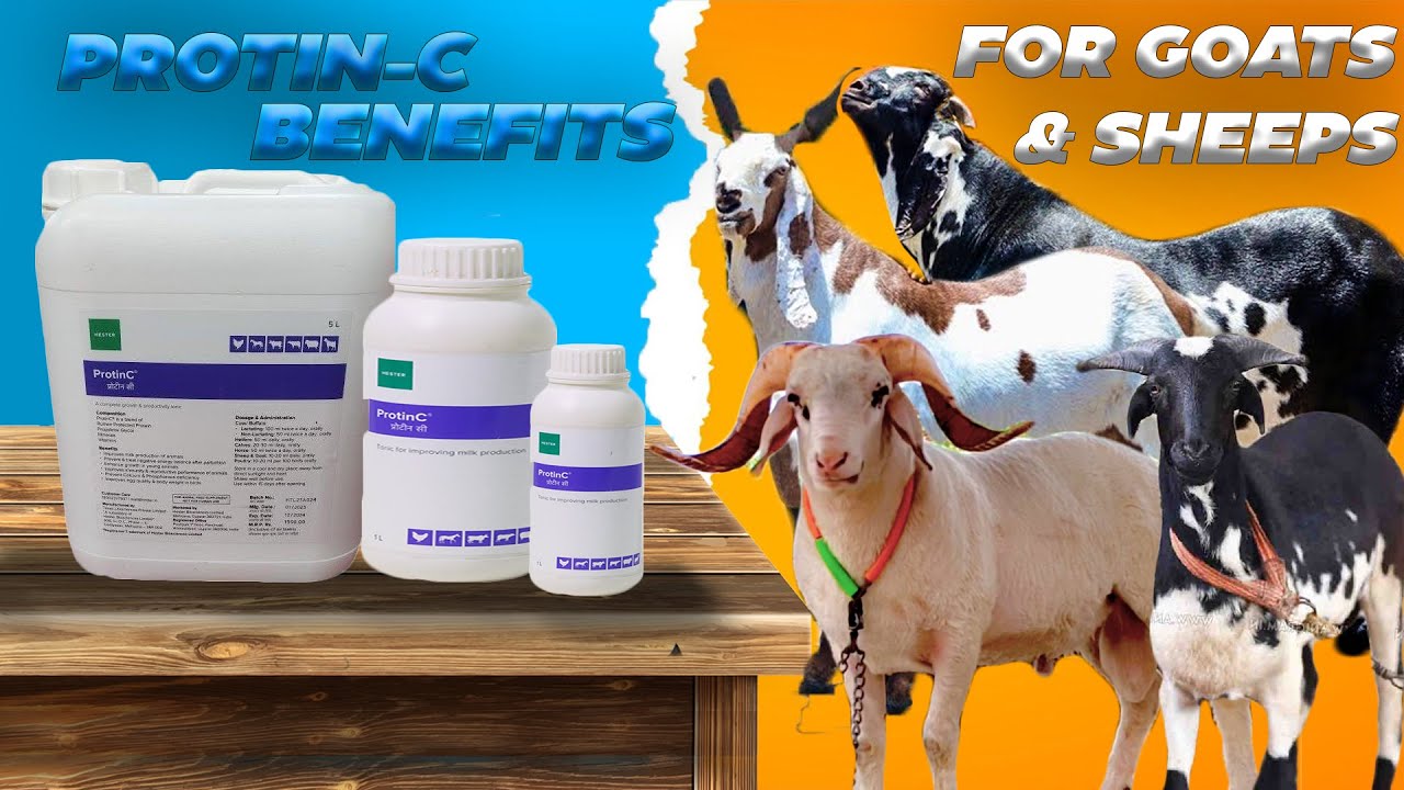 WEIGHT GAINING SUPPLEMENT FOR GOATS AND SHEEPS | PROTIN-C REVIEW - YouTube