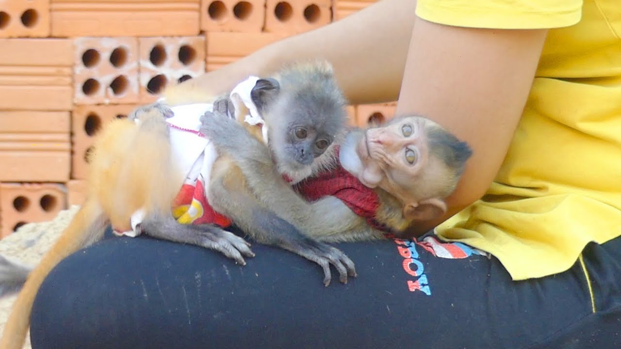 Monkey Niki enjoy playing with Miki - YouTube