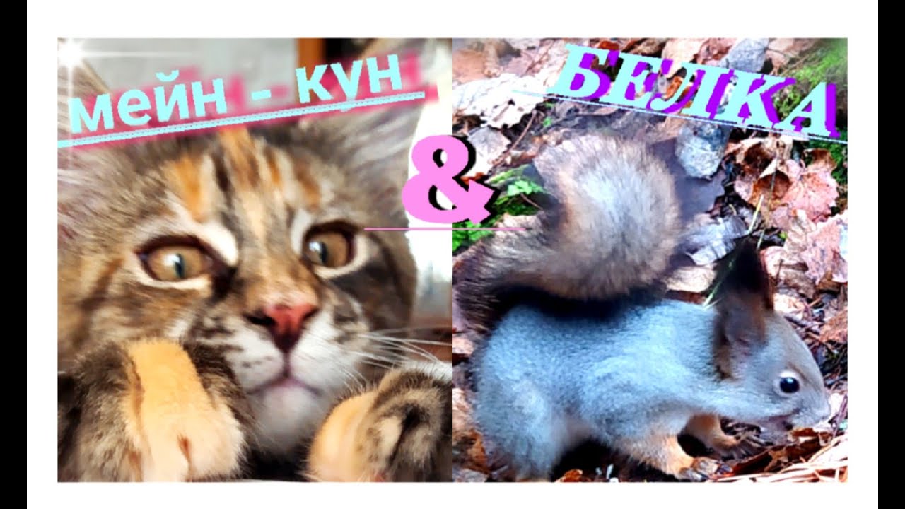 Maine-Coon and squirrel / Котенок мэйн-кун впервые на прогулке, встреча ...