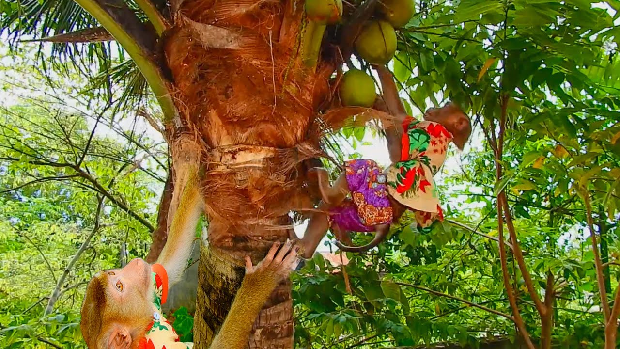 IQ Animal ! SokYaa Catching Green Coconut & Processing Until Done - YouTube