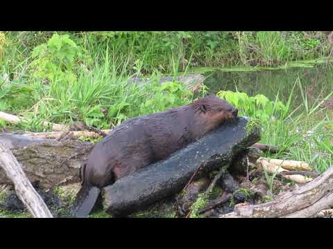 Beaver Moves a Very Large Heavy Log Onto his Dam - YouTube