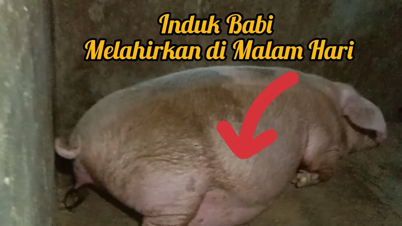 Induk Babi Melahirkan di Malam Hari|Part 3 - YouTube