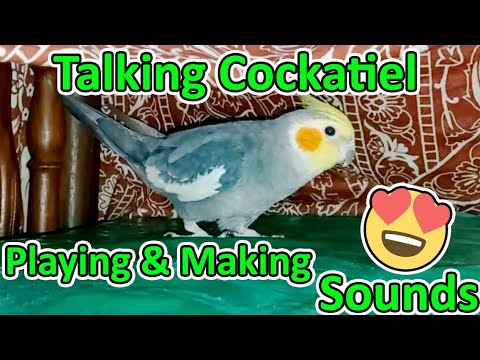 Cockatiel Bird Whistling & Singing 🤩 Male Cockatiel Sounds Whistling To ...