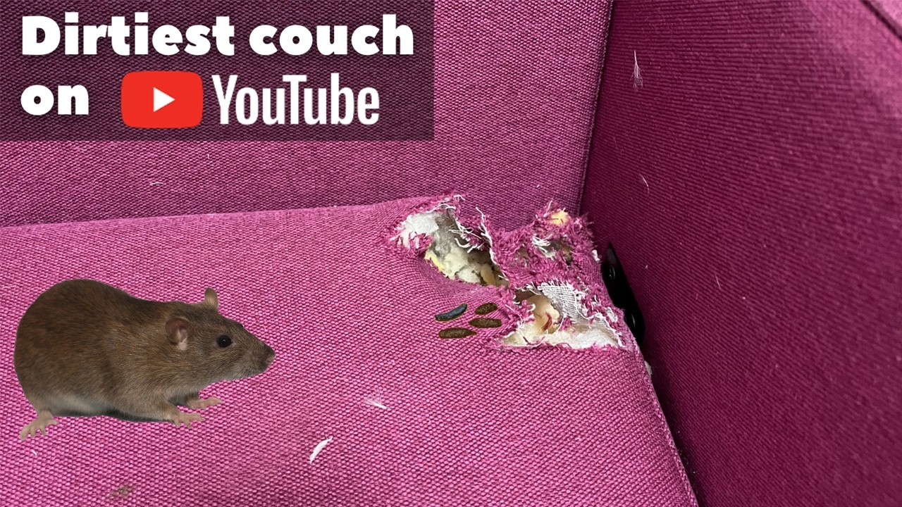 Rats Destroyed This Sofa… So I Restored It - YouTube