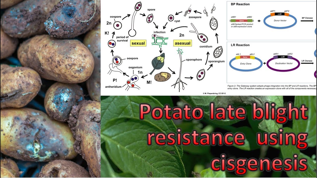 Potato late blight resistance using cisgenesis - YouTube
