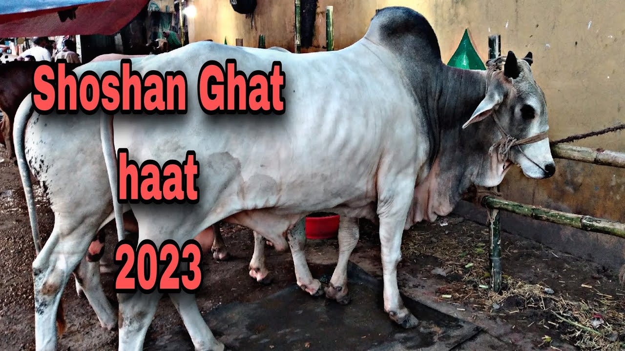 postogola Shoshan Ghat haat| Qurbani 2023| - YouTube