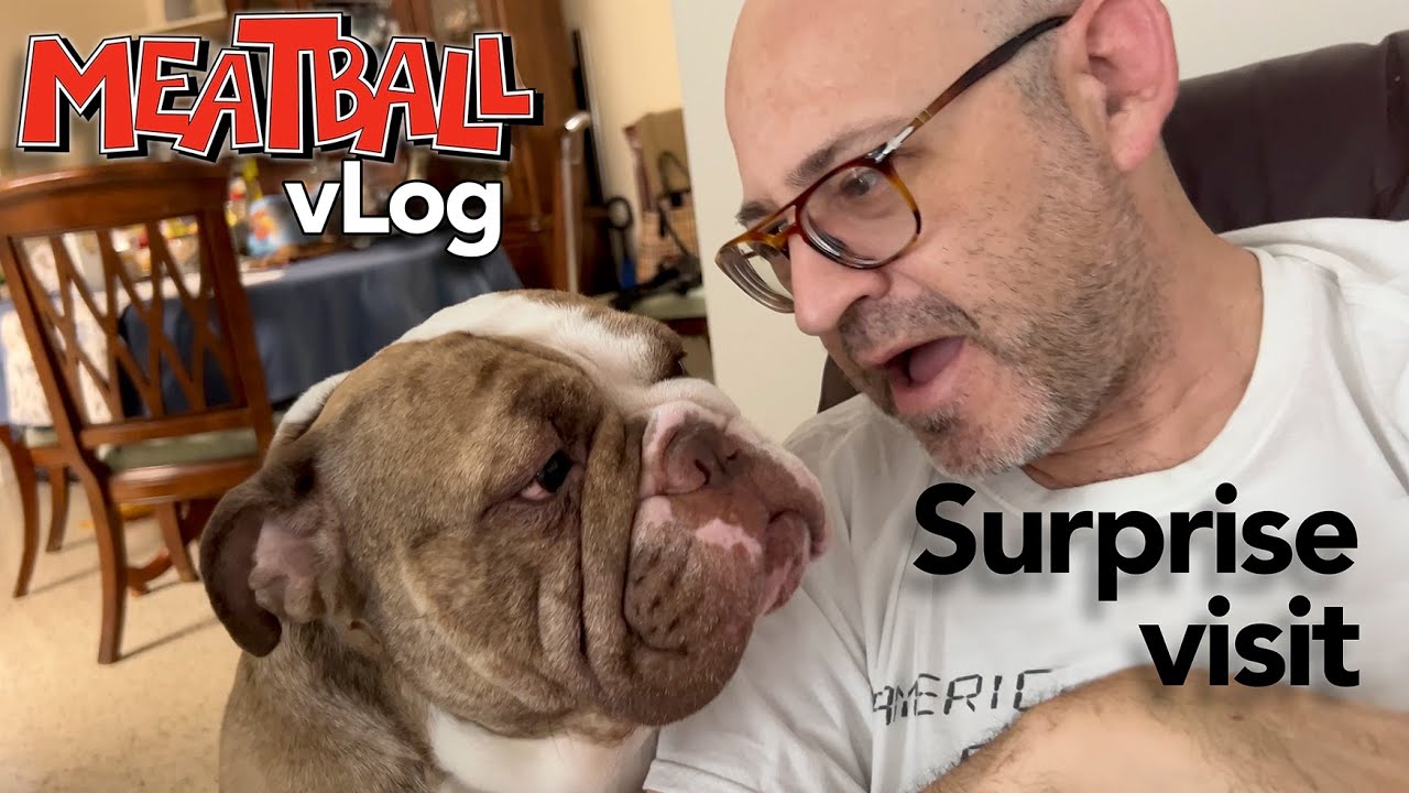 Meatball's Mischief: Recovering from Surgery with My Loyal Pup - YouTube