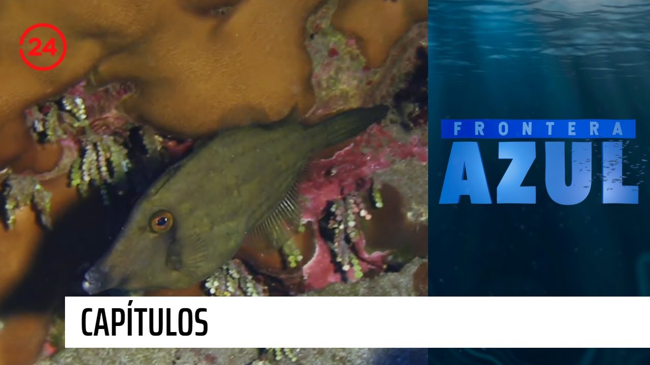 Rapa Nui: el 25% de los peces son endémicos | Frontera azul - T1E3 ...