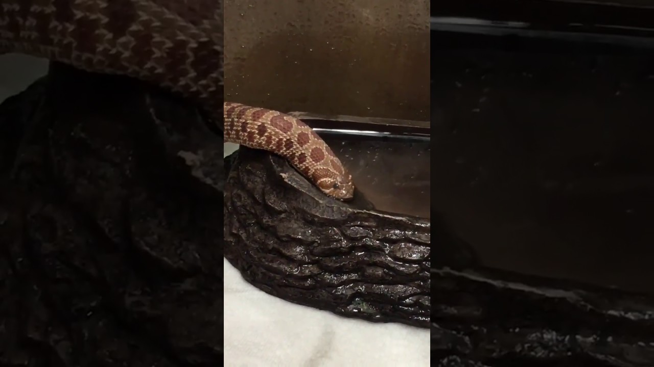 cute snake drinking - YouTube