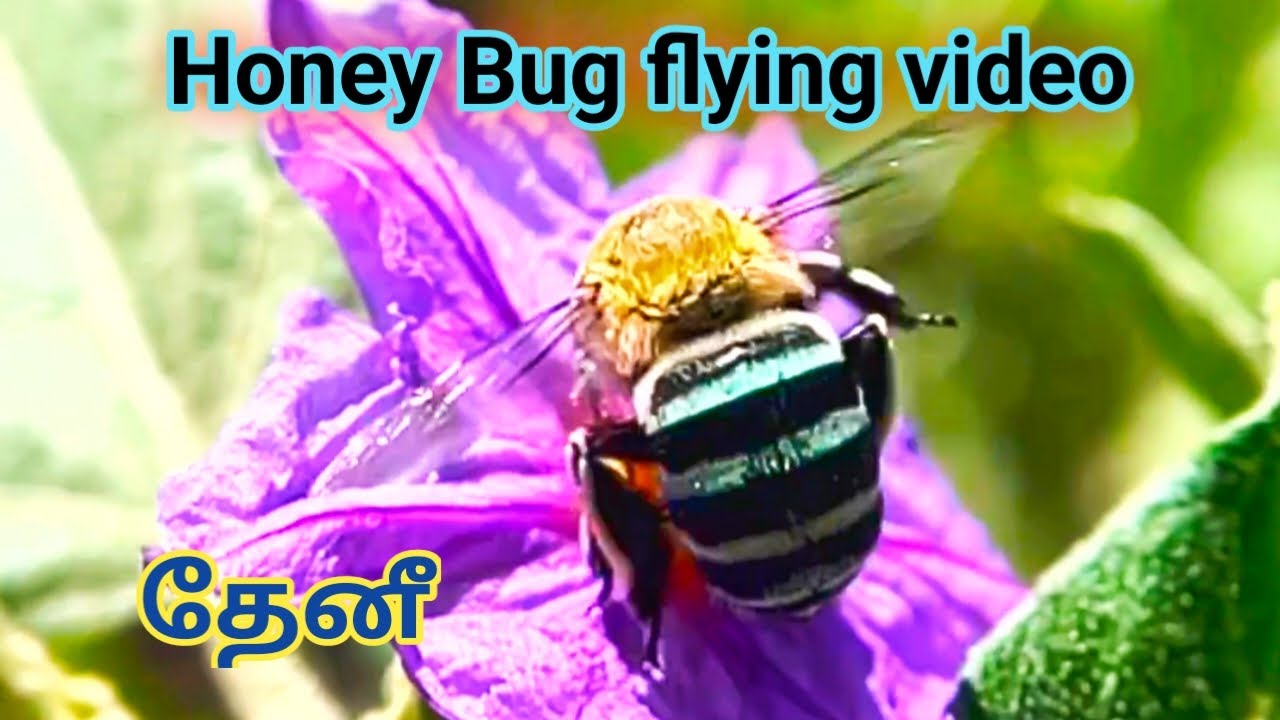 Honey bug flying full video HD - YouTube