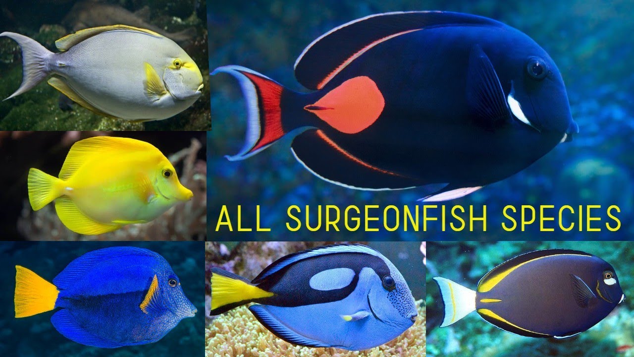 All Acanthuridae, surgeonfish, tangs, and unicorn fish Species/surgeon ...