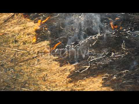 Footage - Burning Grass Steppe
