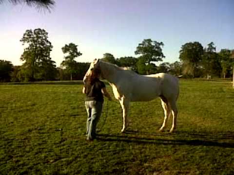 2summer & striker training with clinton anderson method (4-12-10).3GP ...