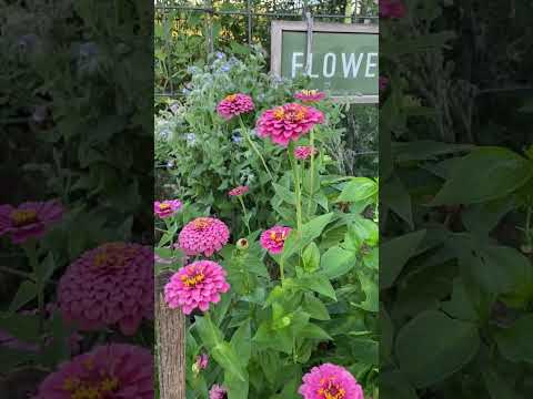 You CAN Grow Zinnia Flowers!  EASY!