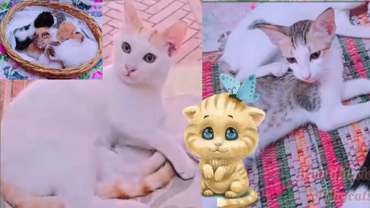 Beautiful Native Cats|Cats family|beautiful views of the cats - YouTube