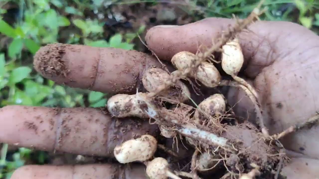 moongfali kheti in gaon / मूंगफली ऐसे उखाड़ा जाता है । peanut farming ...