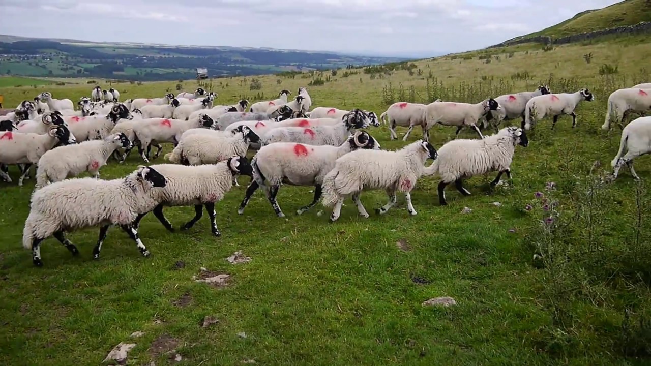 Sheep going through a gate, North Yorkshire moors - YouTube