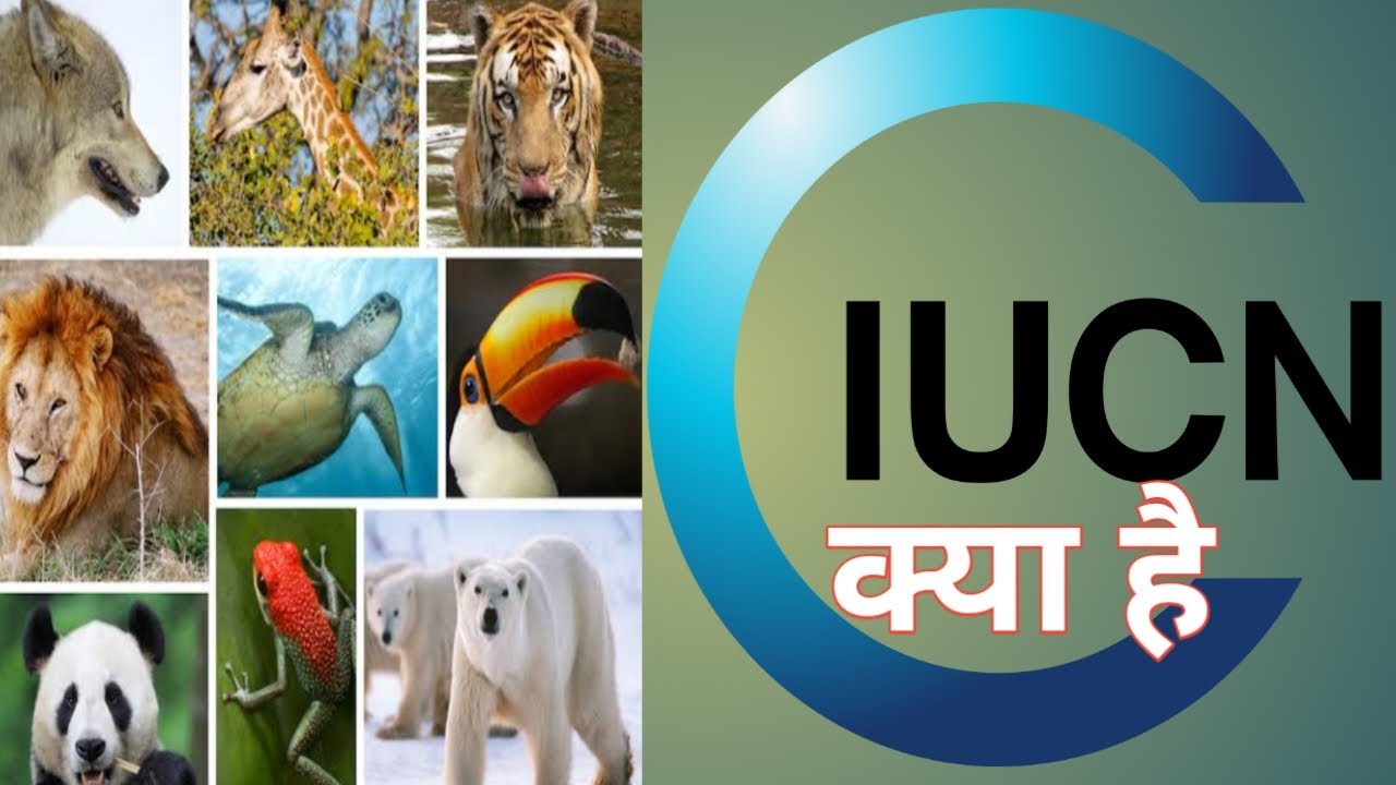 IUCN क्या है (WHAT IS IUCN ) INTERNATIONAL UNION FOR CONSERVATION OF ...