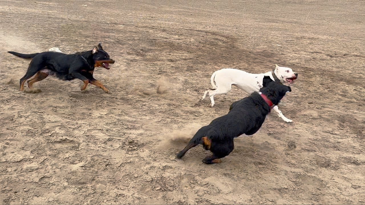 Encuentro De Rottweiler Dogo Argentino & Bulldog americano x Boxer ...