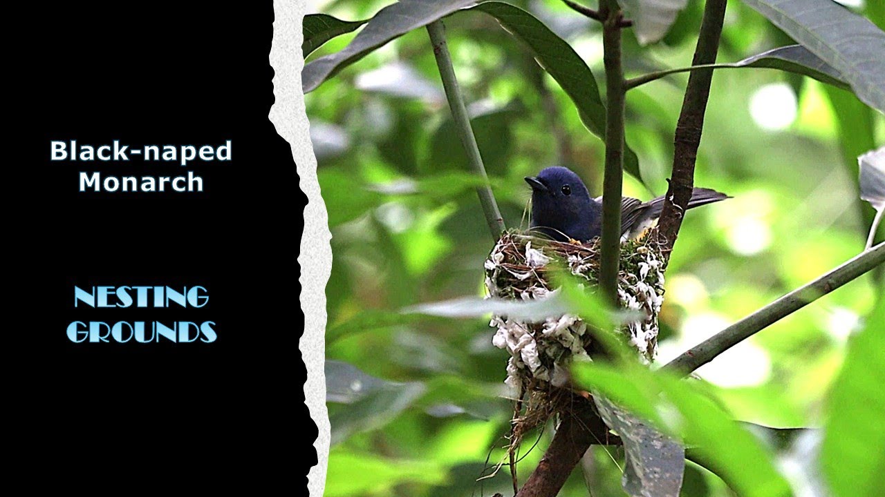 Nesting Grounds - Black-naped Monarch - YouTube