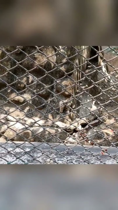 Venemous Viper vs Python🐍 - YouTube