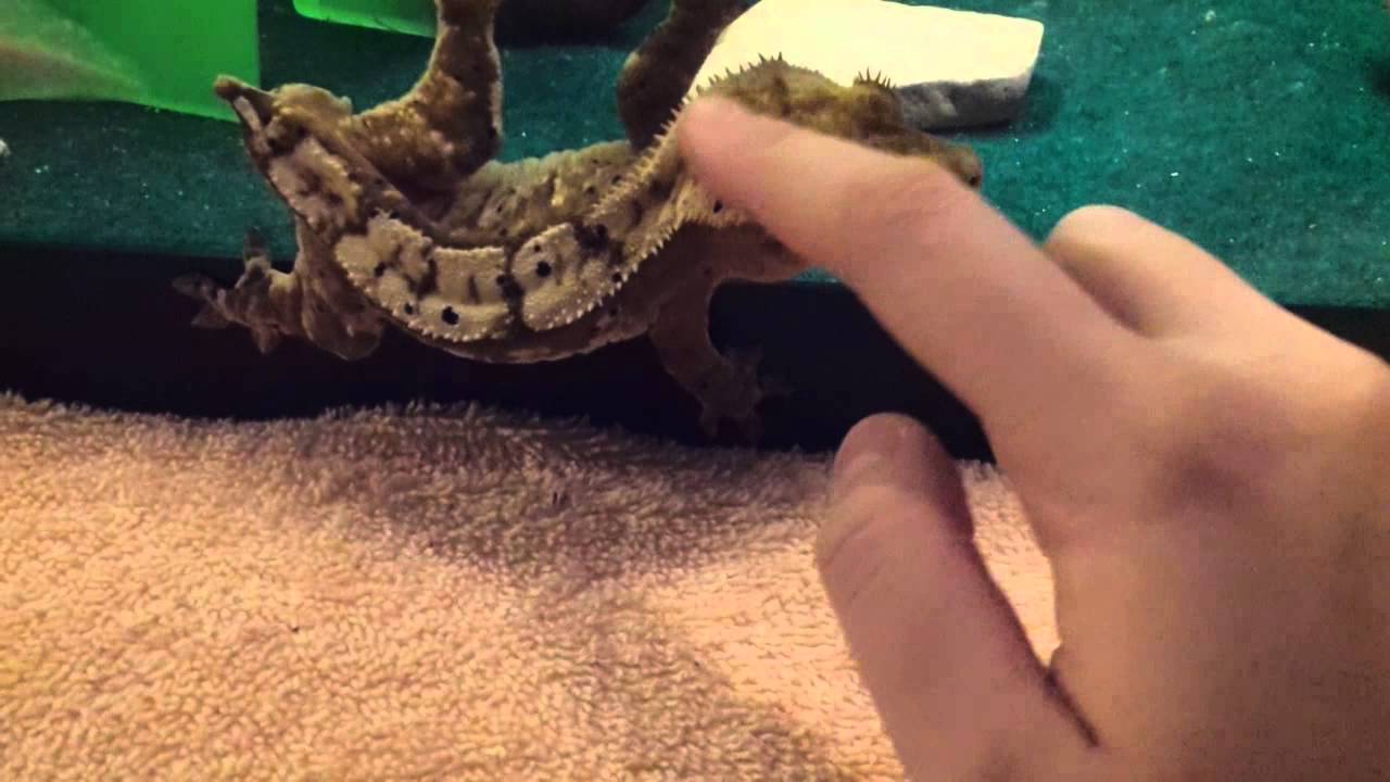 Chill Crested Gecko - YouTube