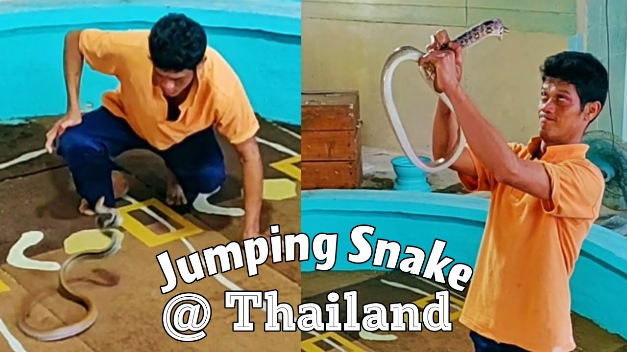 Thailandലെ വാവ സുരേഷ്🐍|The Jumping Snake@ Phuket, Thailand| Snake Show ...