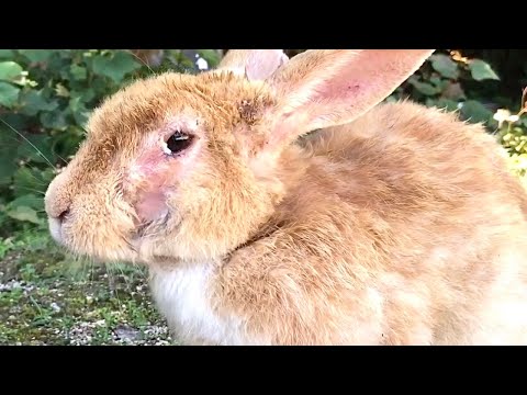 This rabbit is covered in wounds. - YouTube