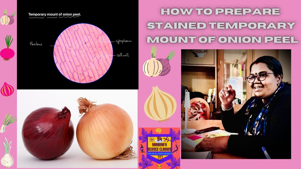 How to Prepare Stained Temporary Mount of Onion Peel (Practical Session ...
