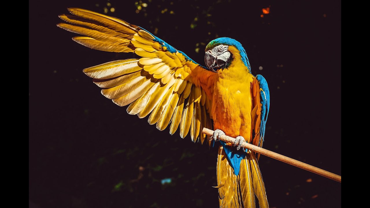 interesting facts about parrots - parrot x2 -facts about parrots - YouTube