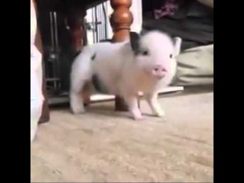 Porcuşor ♡ - YouTube