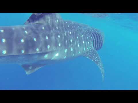 Whale Shark Video Background, Free Footage, No Copyright, Animations, Stock Footage