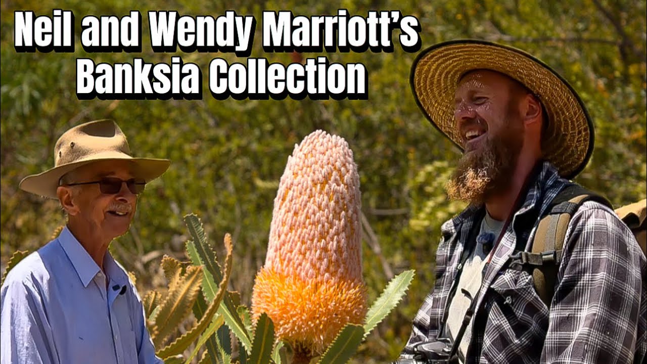 Neil and Wendy Marriott's Banksia Collection - YouTube