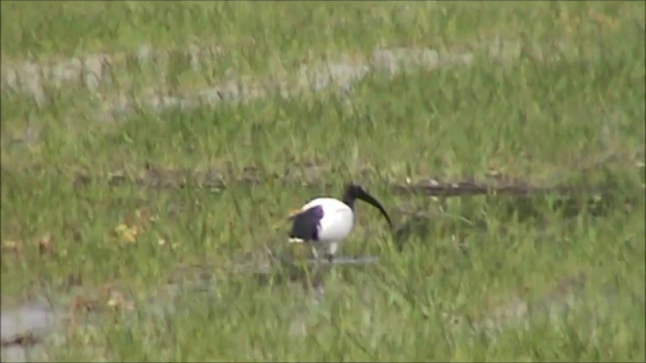 Ibis uccello sacro in risaia - YouTube
