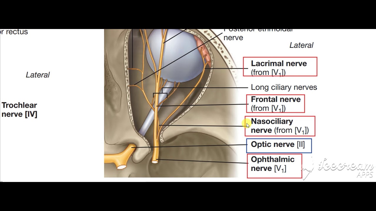 Ophthalmic nerve in orbit 5 - YouTube