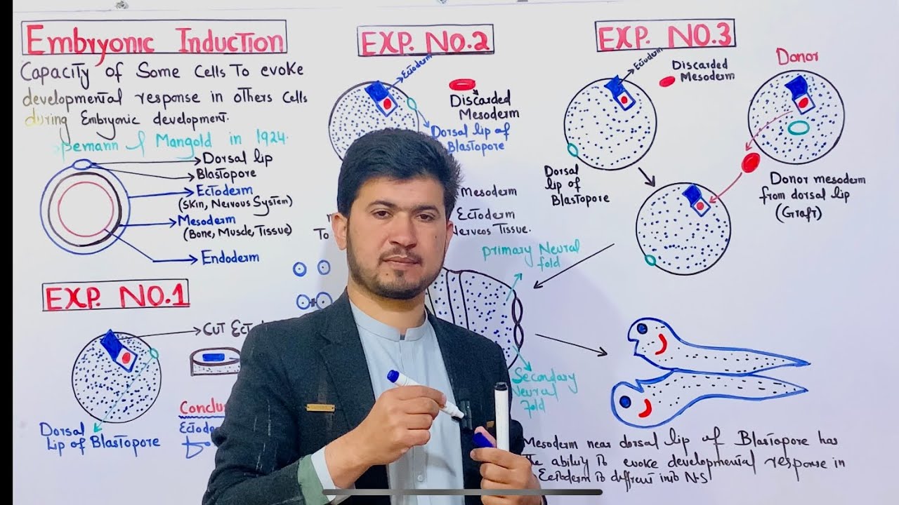 Embryonic Induction Class 12| Hans Spemann Experiment| Mechanism of ...