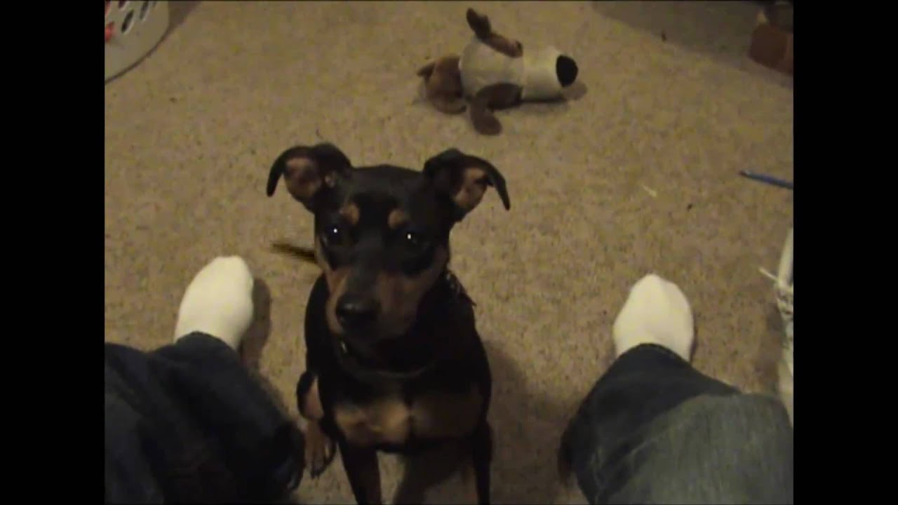 Cute Miniature Pinscher -Min pin - puppy - YouTube