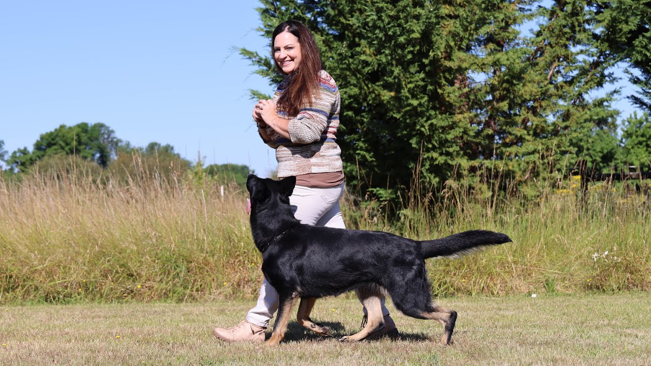 Beginner Handler Working with an Experienced K9! Kraftwerk K9 German ...
