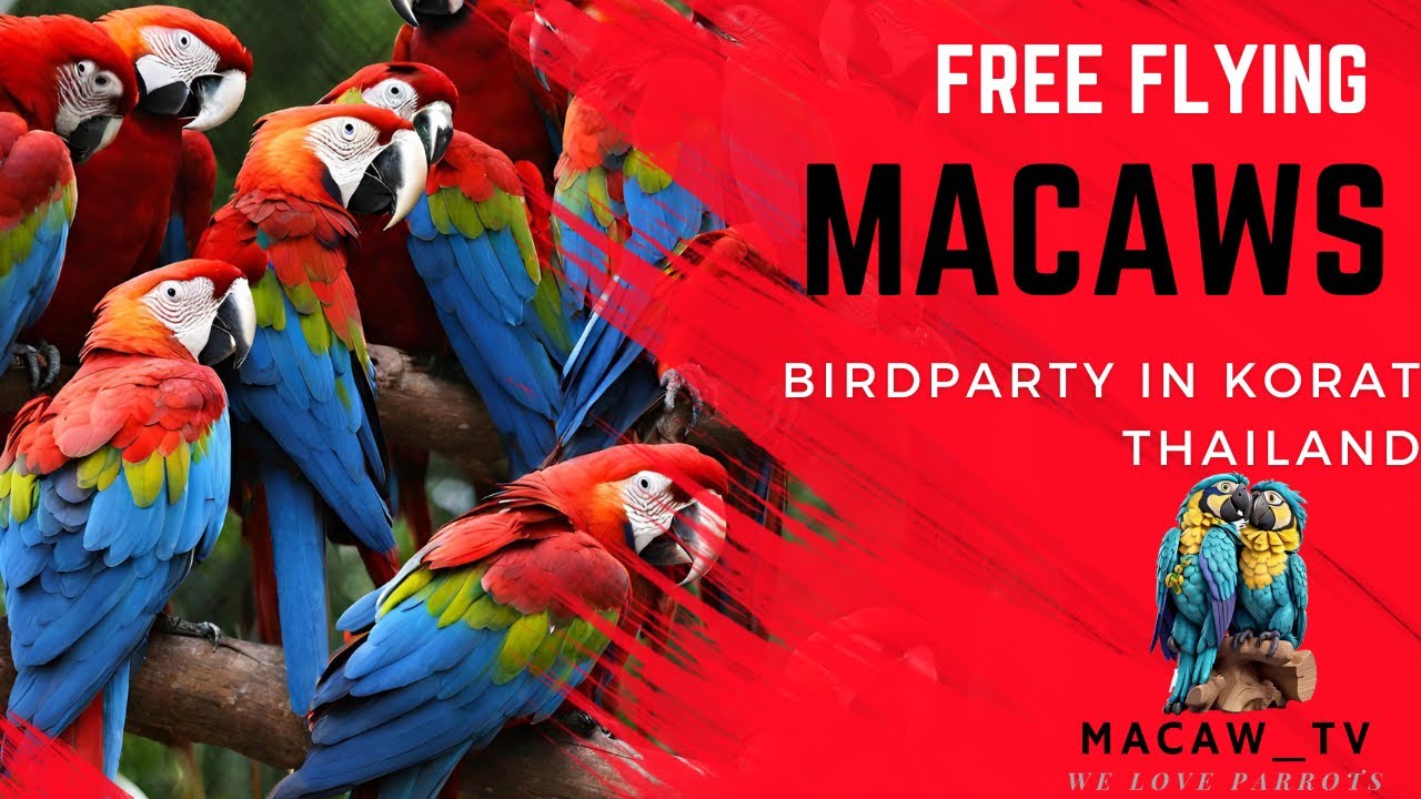 Free flying macaws with Friends - Birdparty - YouTube