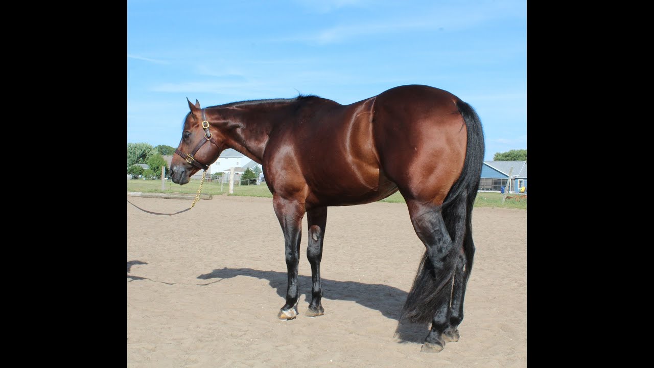 Just Comes Easy, AQHA/APHA (SPB) stallion by AQHA Leading sire ...