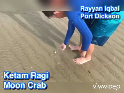 Vid #3 Cara tangkap Ketam Ragi Moon Crab Port Dickson - YouTube