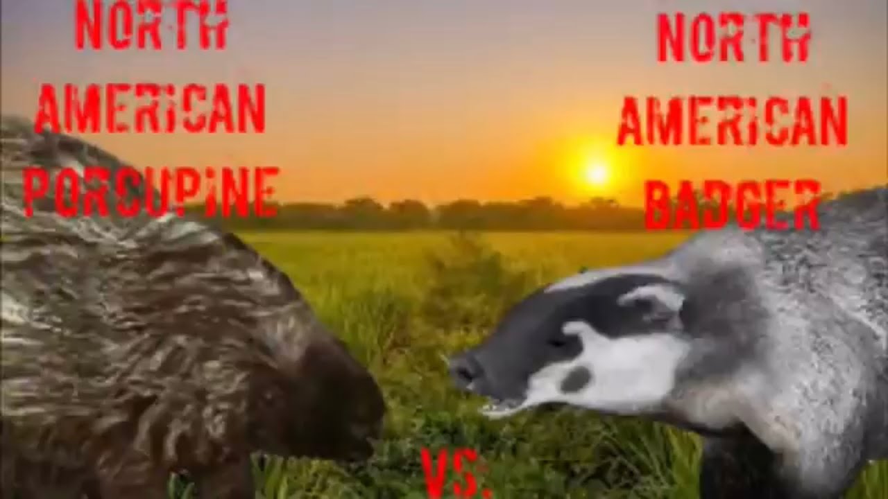 North American Porcupine Vs. North American Badger! Requested By ...