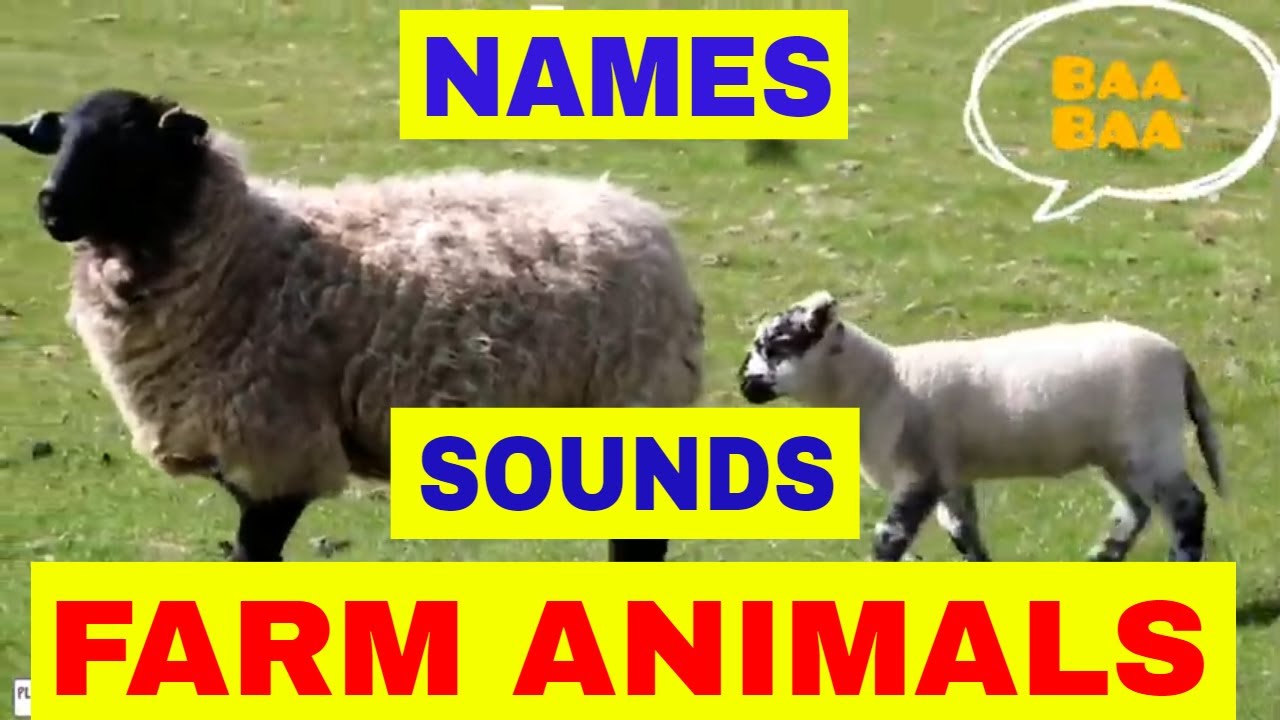 Learn Farm Animals Names & Sounds - YouTube
