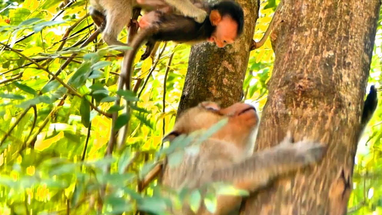 OMG ! Manda abuses the baby, Rartin almost falls to the ground - he ...